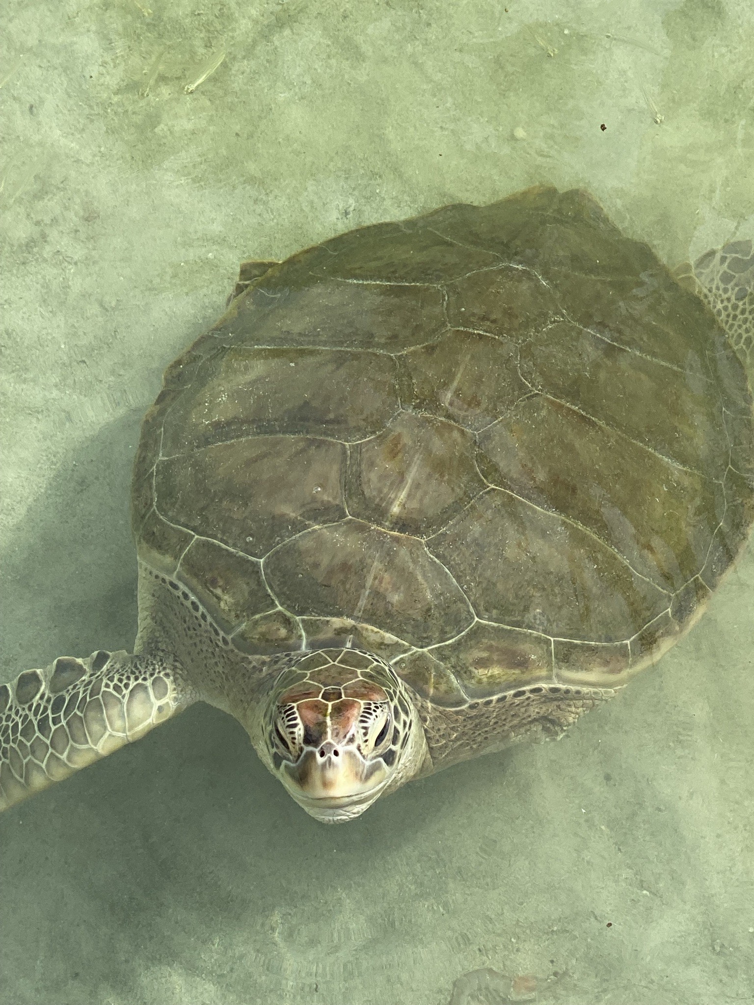 Snorkeling Tour - Down Under Tiki Tours